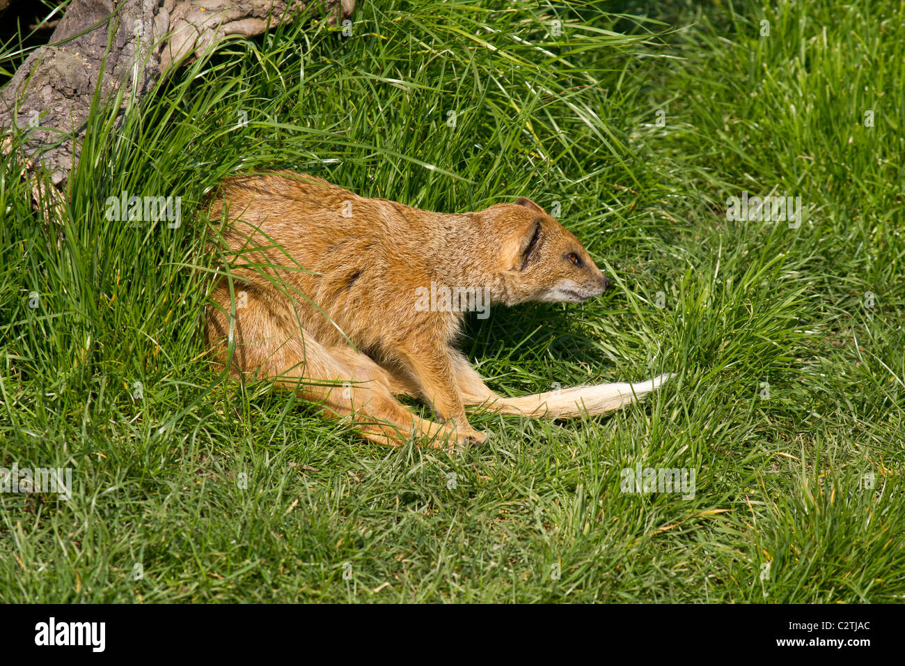 Angry fox hi-res stock photography and images - Alamy