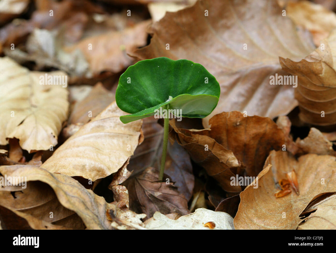 Beech Tree Seedling, Fagus sylvatica, Fagaceae. Growing in a Beech Wood ...