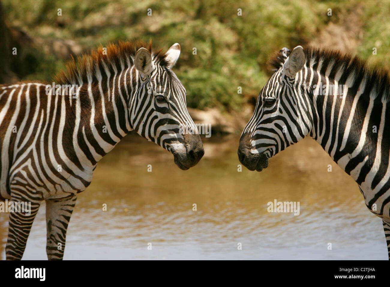 Two common Zebra facing each other in Kenya Stock Photo - Alamy