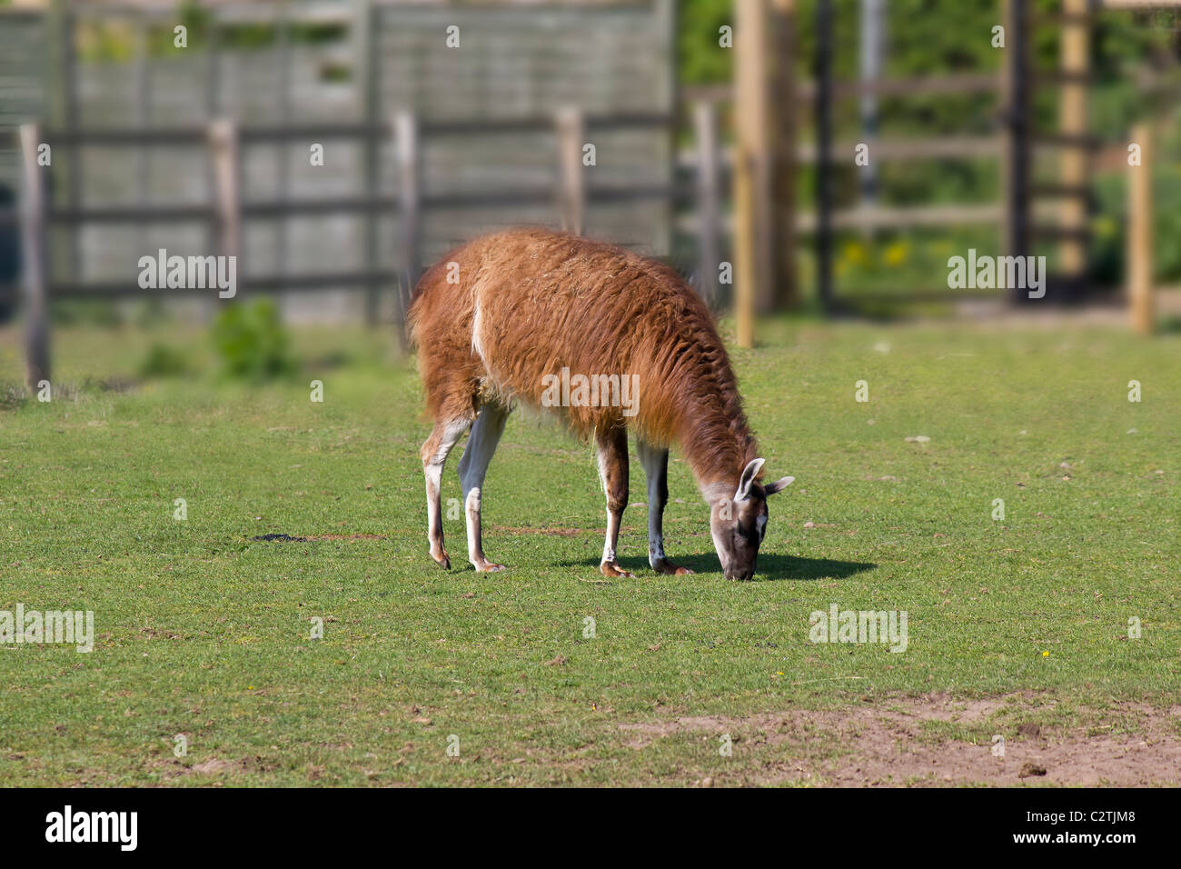 What's that strange looking sheep? it's a lovely chestnut brown Llama ...