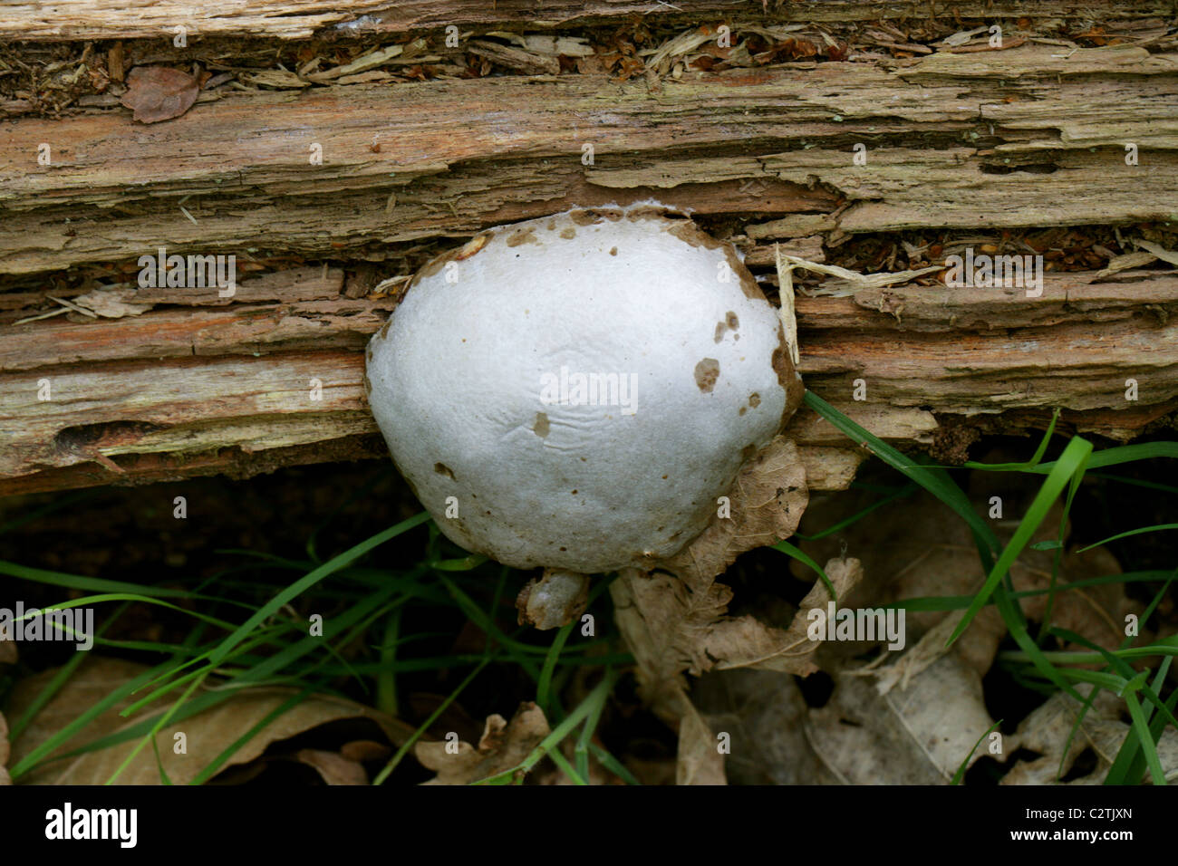False Puffball Slime Mould, Enteridium lycoperdon, Reticulariaceae ...