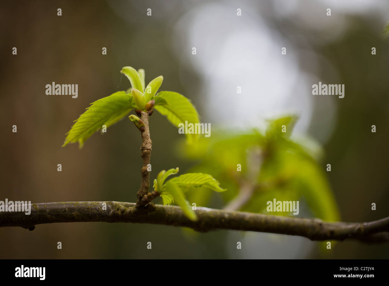 New leaf growth on a branch Stock Photo - Alamy