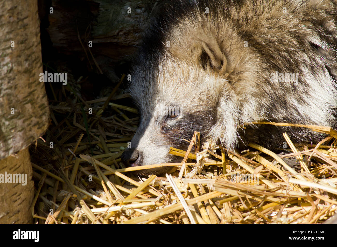 Really sleepy hi-res stock photography and images - Alamy