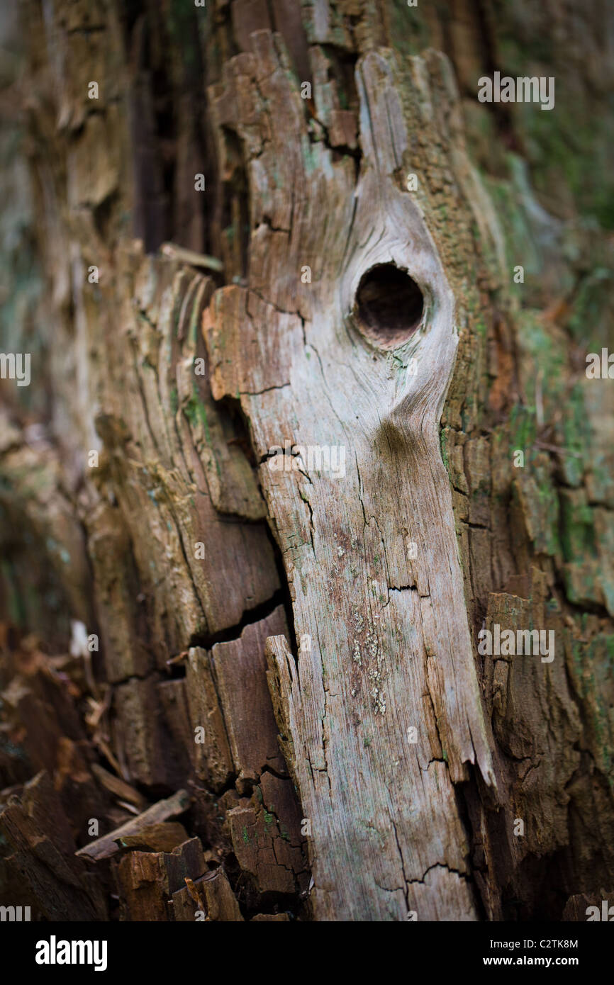 Knot Hole High Resolution Stock Photography and Images - Alamy