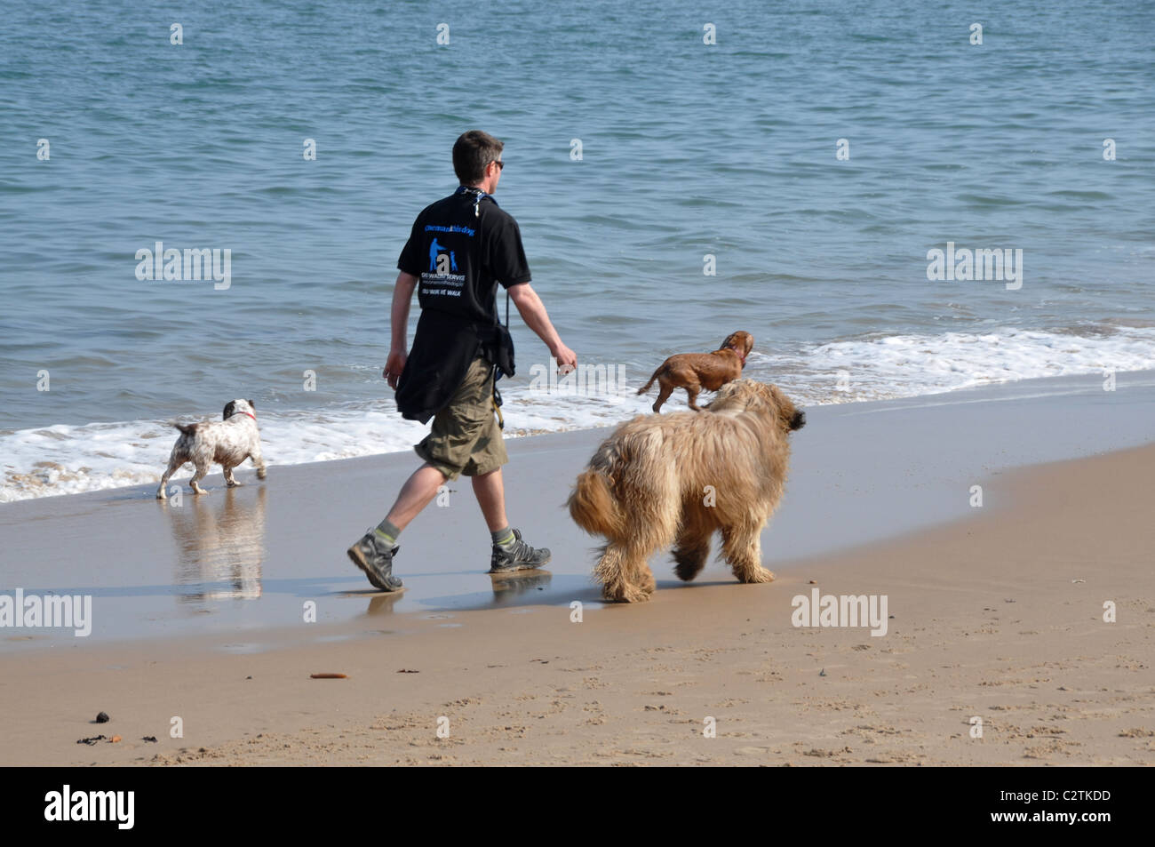 Professional dog walker hi-res stock photography and images - Alamy