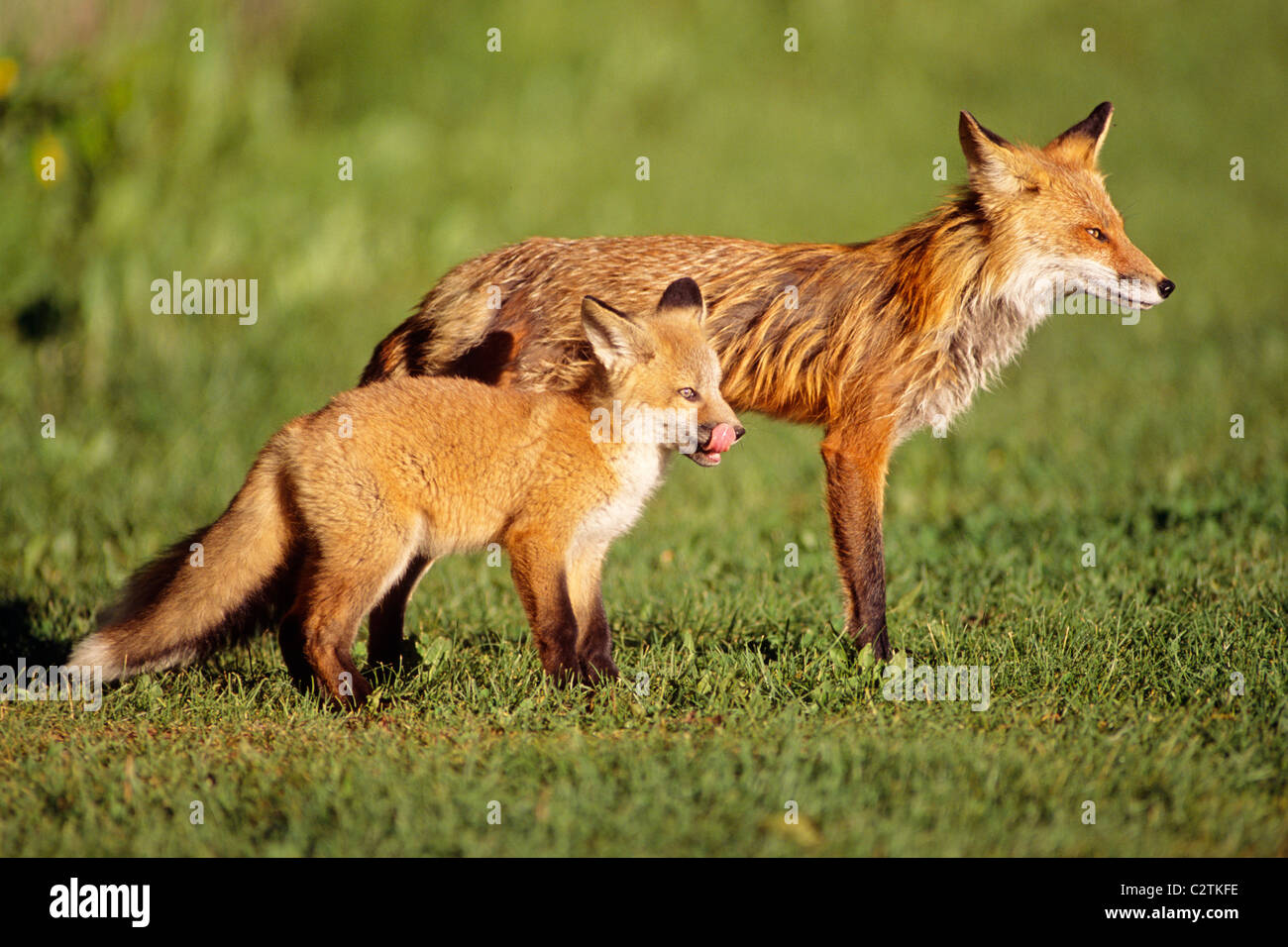 Red Fox mother with kit on golf course Elmendorf Airforce Base ...
