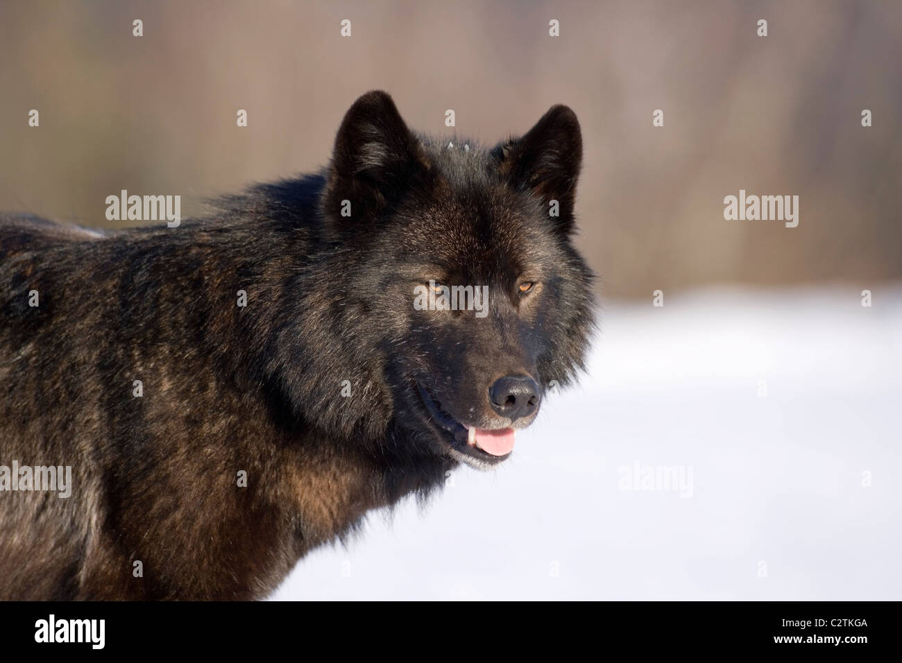Close-up Archipelago Wolf in black color phase standing on snow field ...