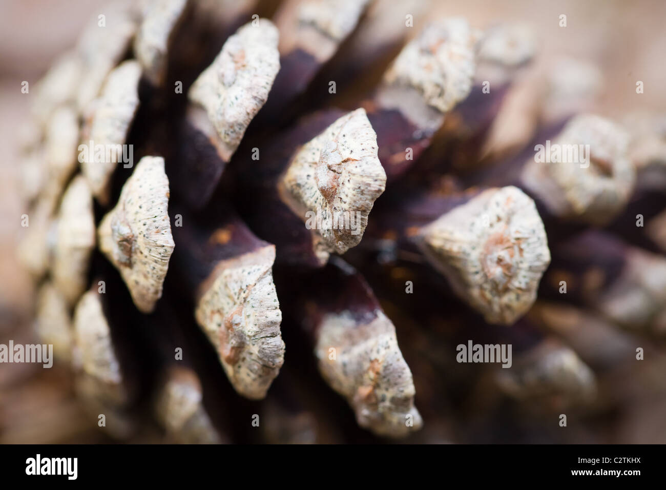 Cone detail hi-res stock photography and images - Alamy