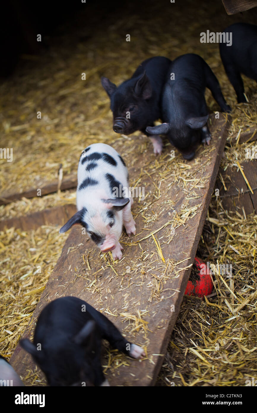 Kune Kune piglets Stock Photo - Alamy