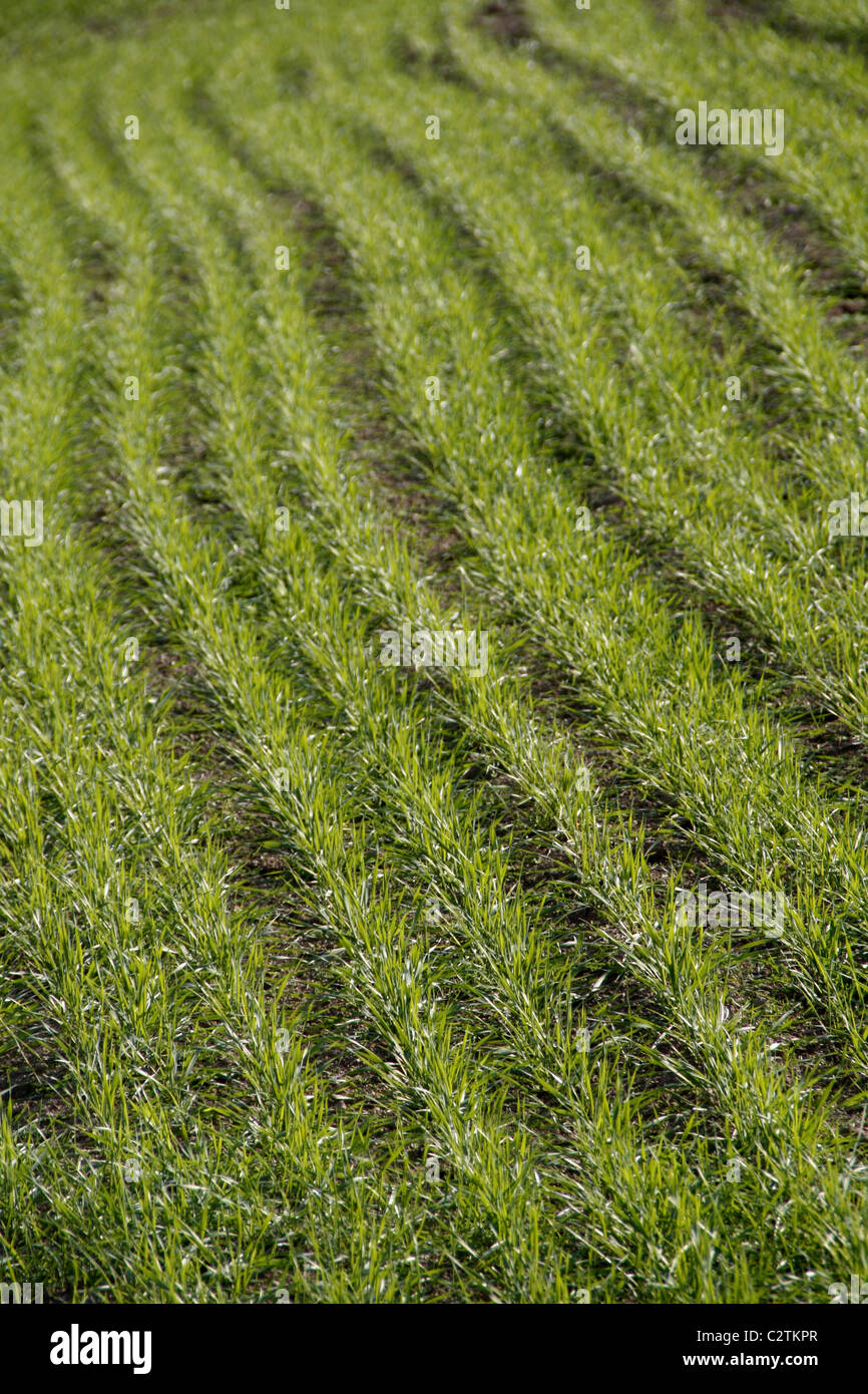 detail of crop growing in field in country in spring Stock Photo - Alamy
