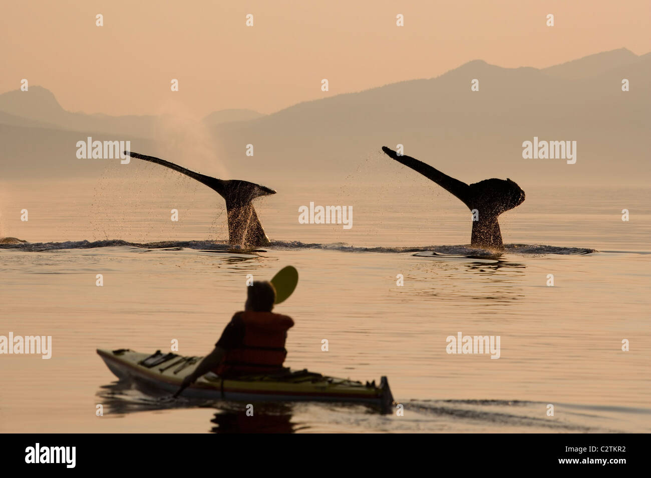 Humpback whale sounding hi-res stock photography and images - Alamy