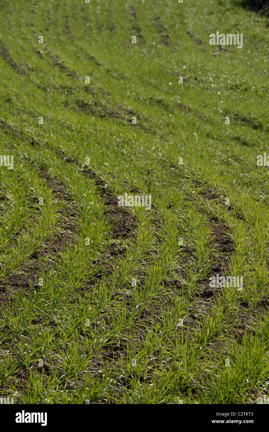 Plant diagonal cut stem hi-res stock photography and images - Alamy