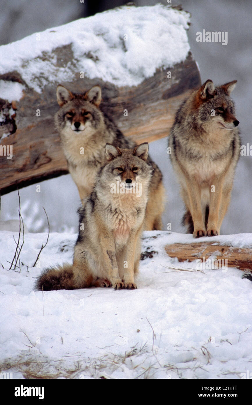 Group coyotes together on snow hi-res stock photography and images - Alamy