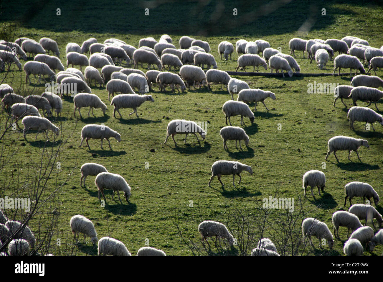 flock of sheep in the caffarella country park in rome italy Stock Photo - Alamy
