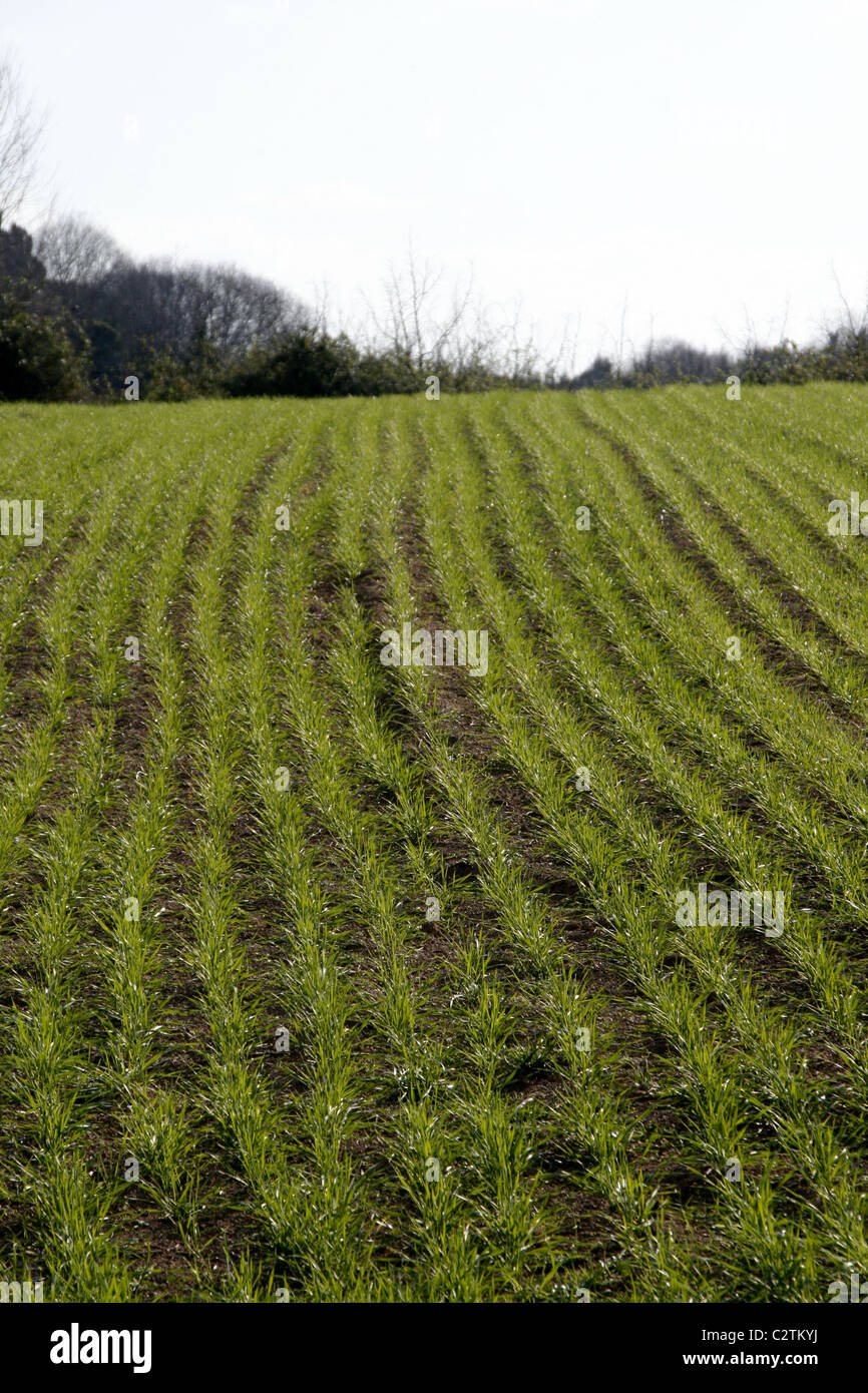 Plant diagonal cut stem hi-res stock photography and images - Alamy