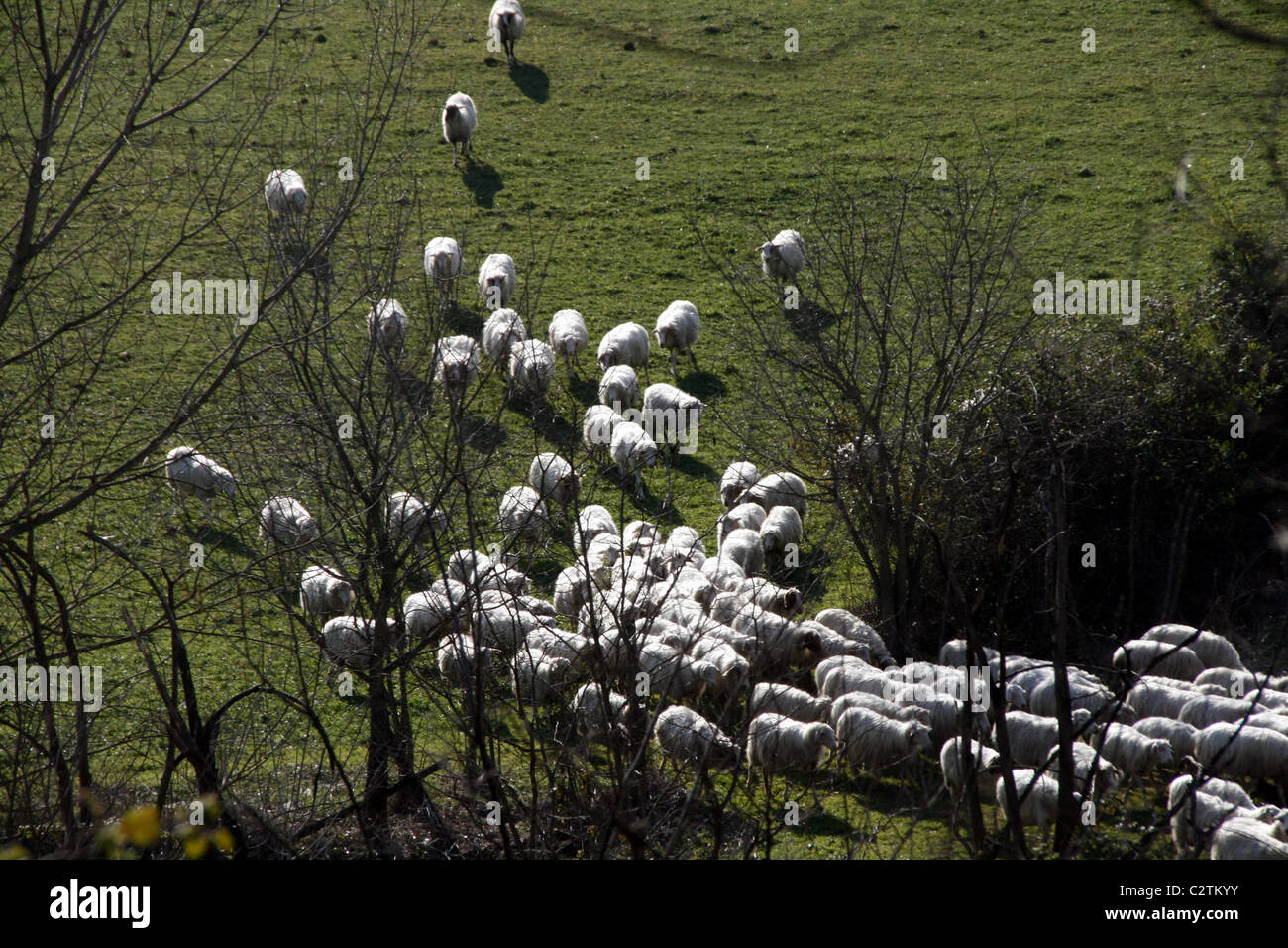 flock of sheep in the caffarella country park in rome italy Stock Photo - Alamy