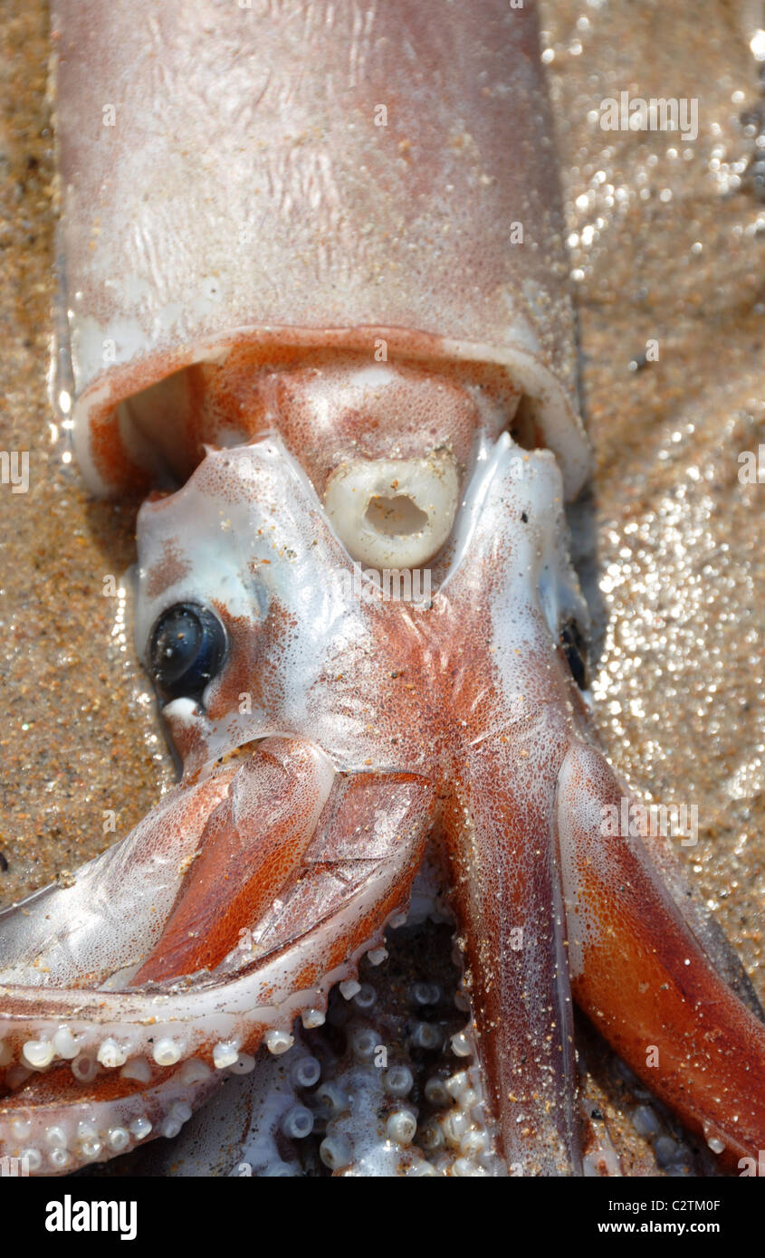Dead squid hi-res stock photography and images - Alamy