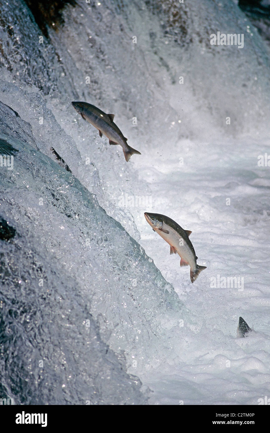 Salmon jumping up falls katmai hi-res stock photography and images - Alamy