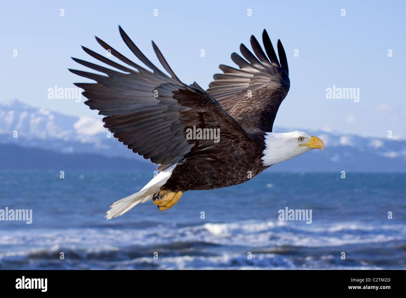 Bald eagle flying over ocean hi-res stock photography and images - Alamy