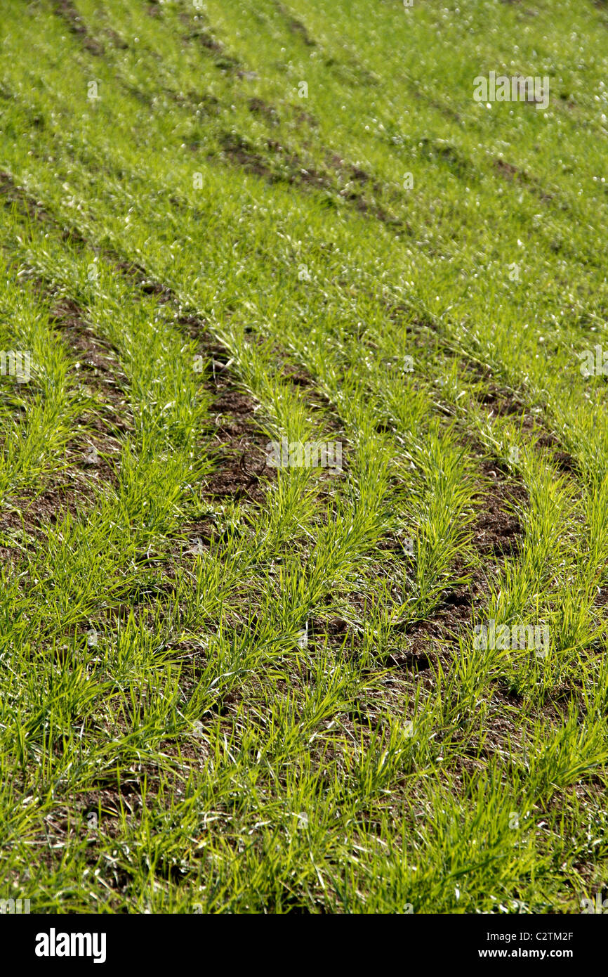 Plant diagonal cut stem hi-res stock photography and images - Alamy