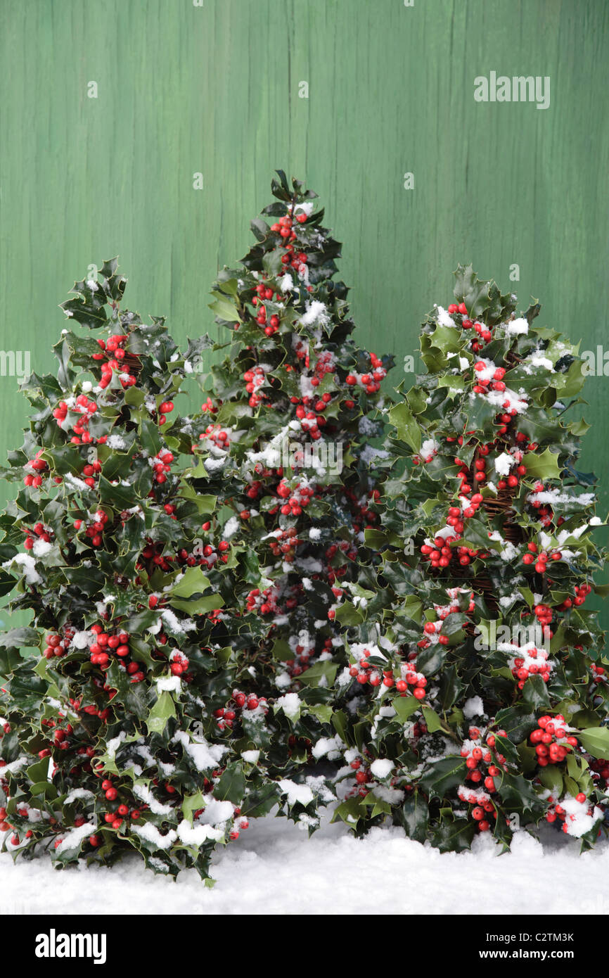 Holly bushes snow hi-res stock photography and images - Alamy