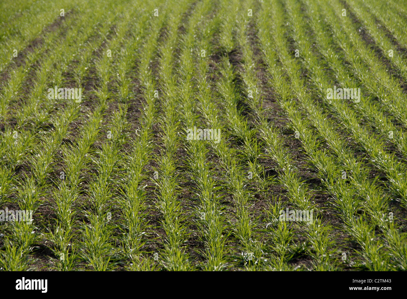 Plant diagonal cut stem hi-res stock photography and images - Alamy