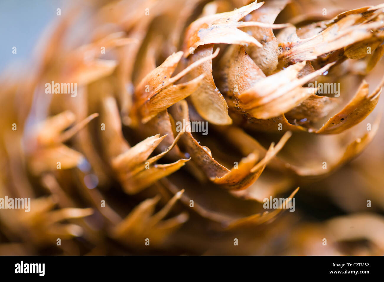 Cone detail hi-res stock photography and images - Alamy
