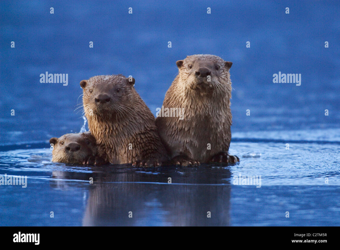Three River Otters in Breathe Hole in Ice SE AK Digital Stock Photo - Alamy
