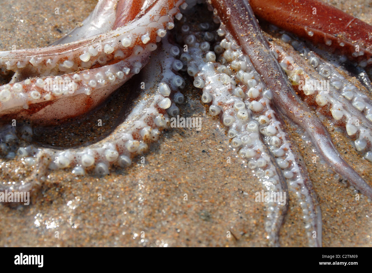 Dead squid hi-res stock photography and images - Alamy
