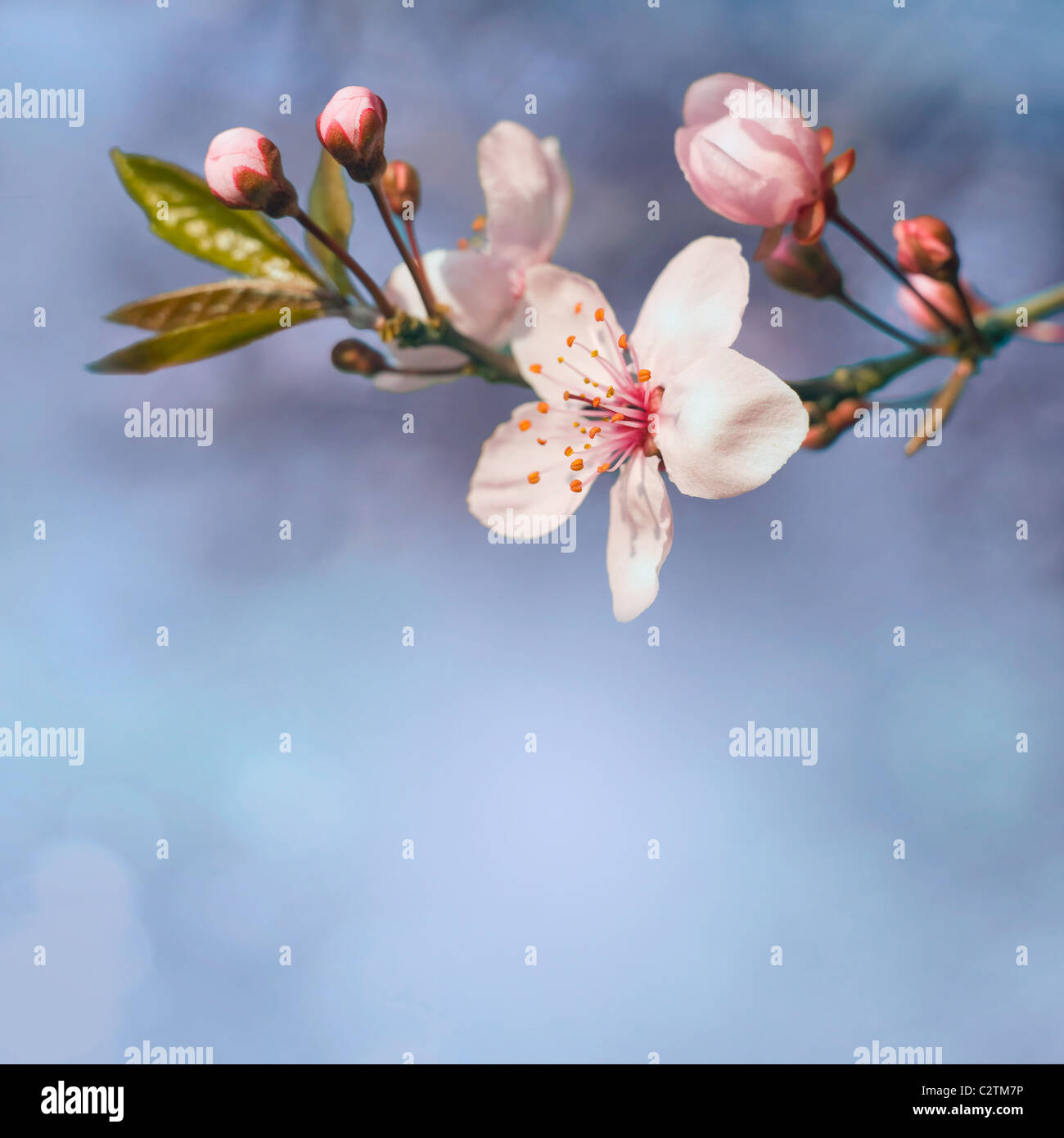 Beautiful early spring flowers with copy space Stock Photo - Alamy