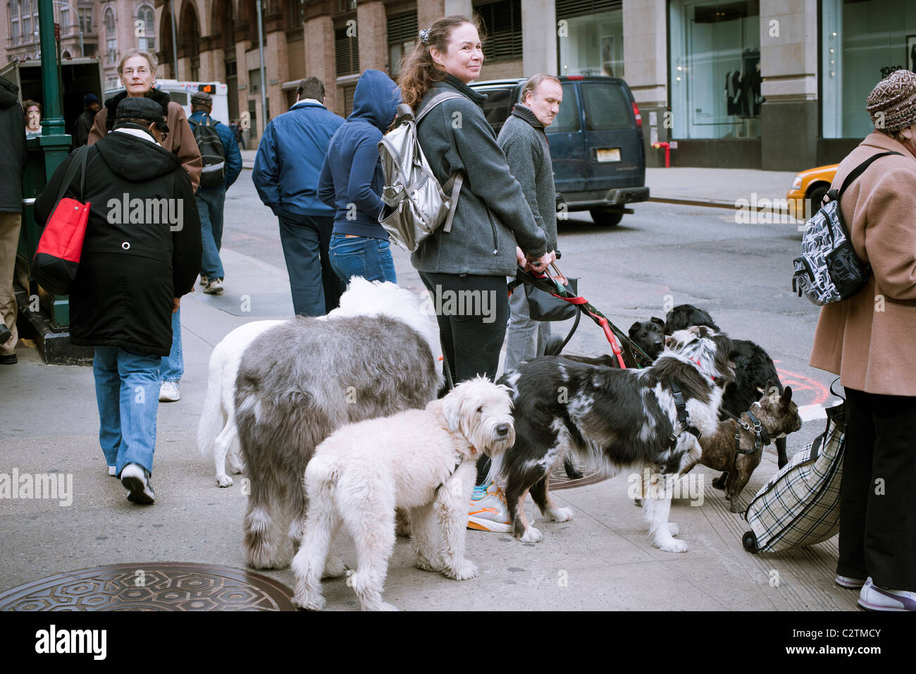 A dog walker with her dogs waits at a traffic light in Greenwich ...