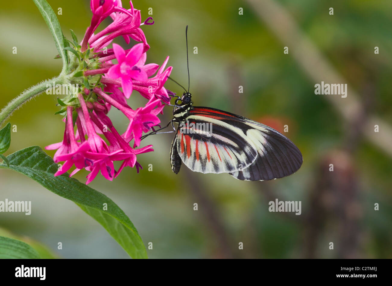 Piano Key Butterfly (Heliconius melpomene Stock Photo - Alamy