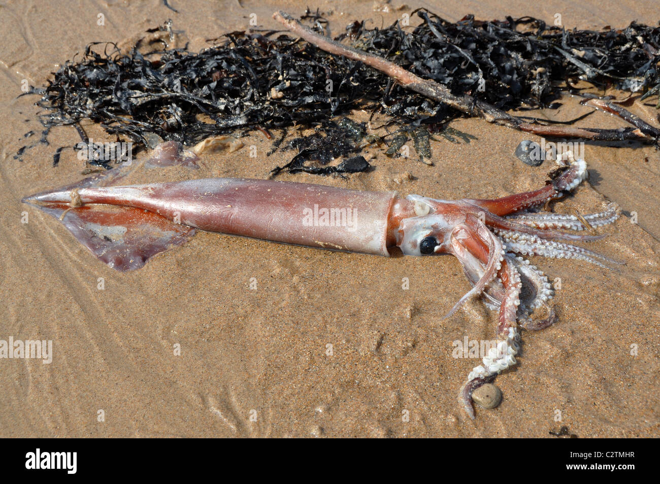 Dead squid Cephalopod Stock Photo - Alamy