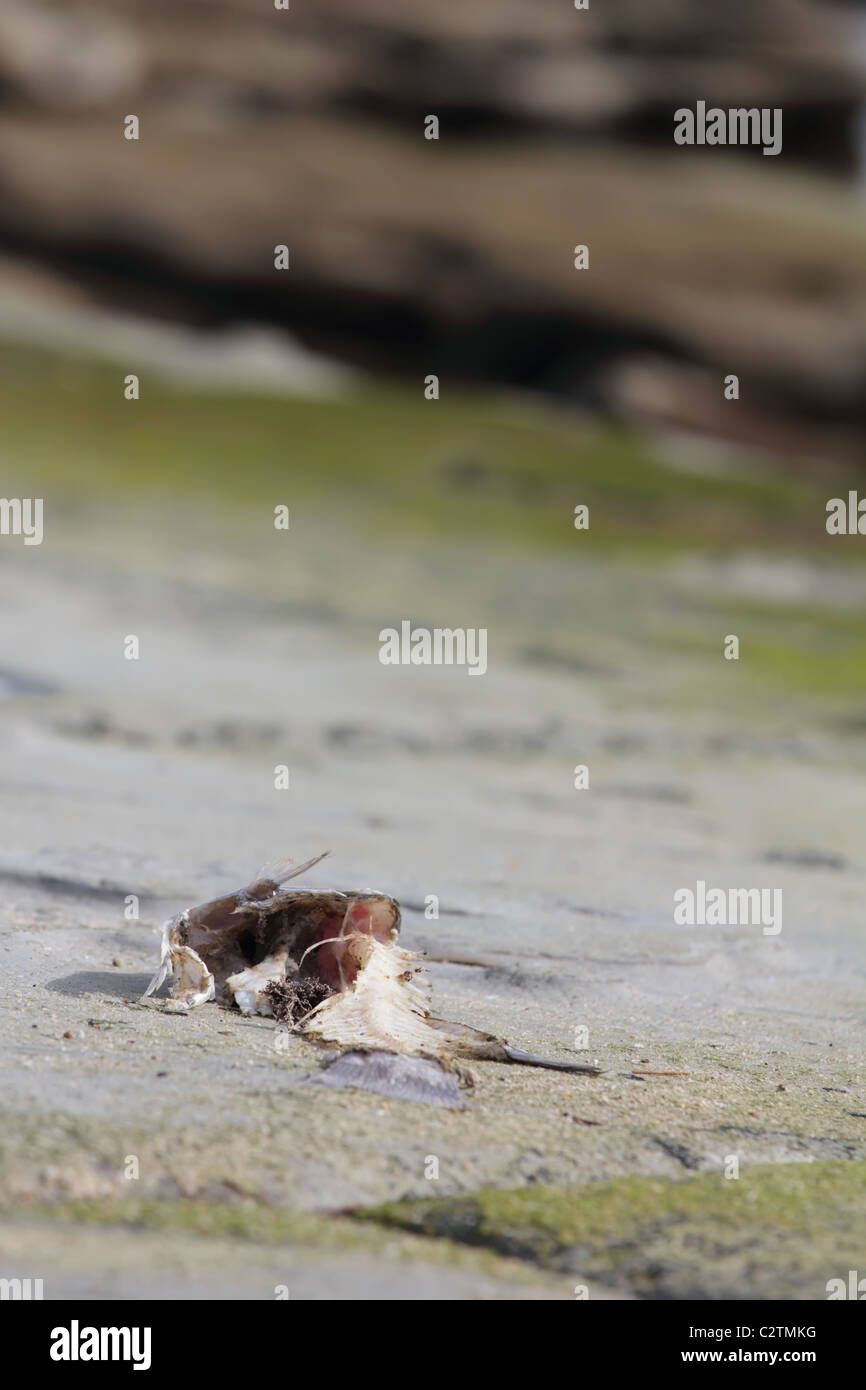 Closeup on Fish Decaying on Rock at the Beach Stock Photo - Alamy