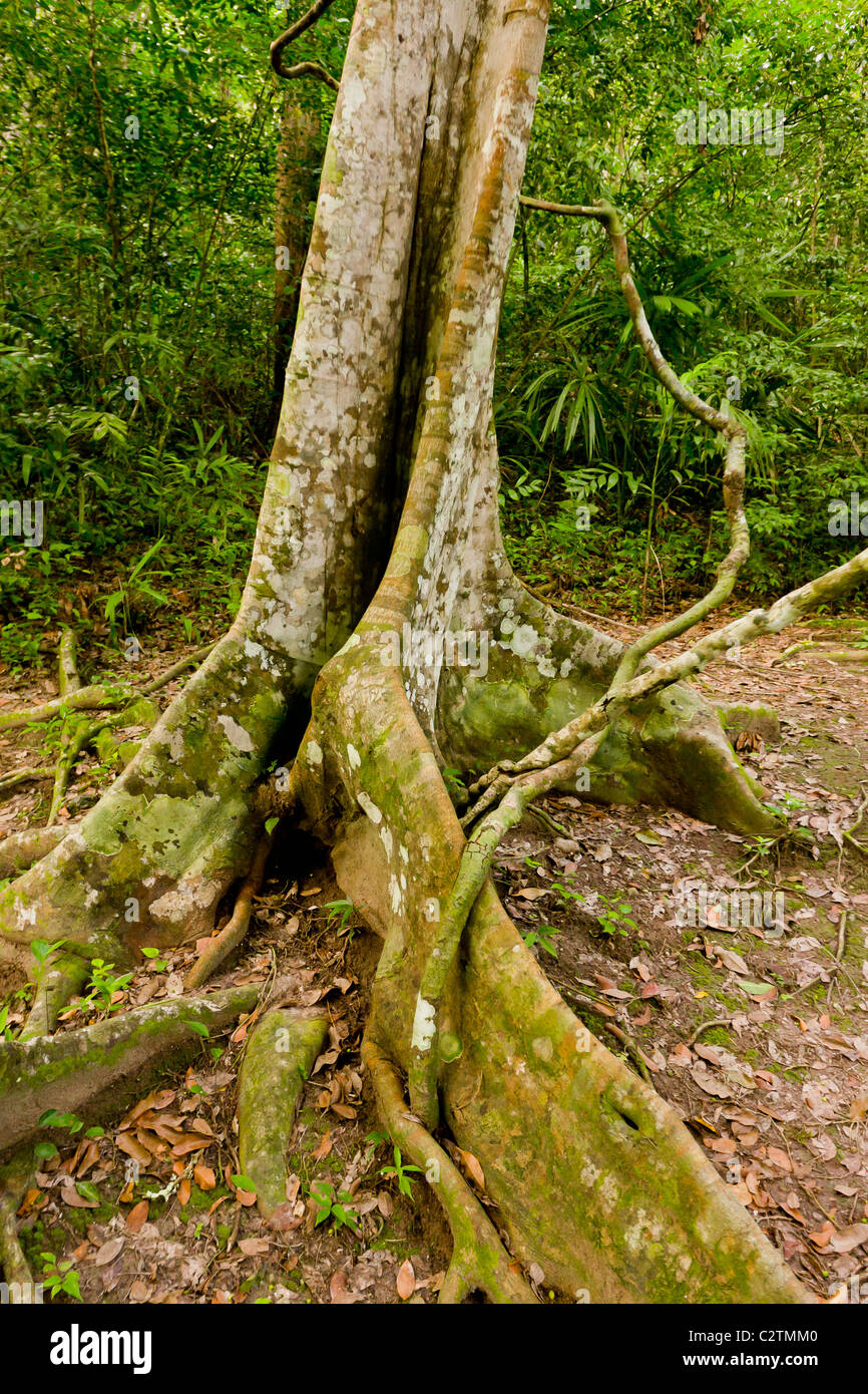 Guatemala tikal jungle tree roots hi-res stock photography and images ...