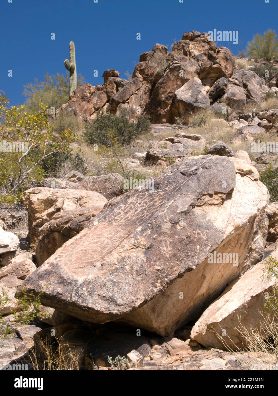 Petroglyphs from the Hohokam civilization 300-1,000 years old in White ...
