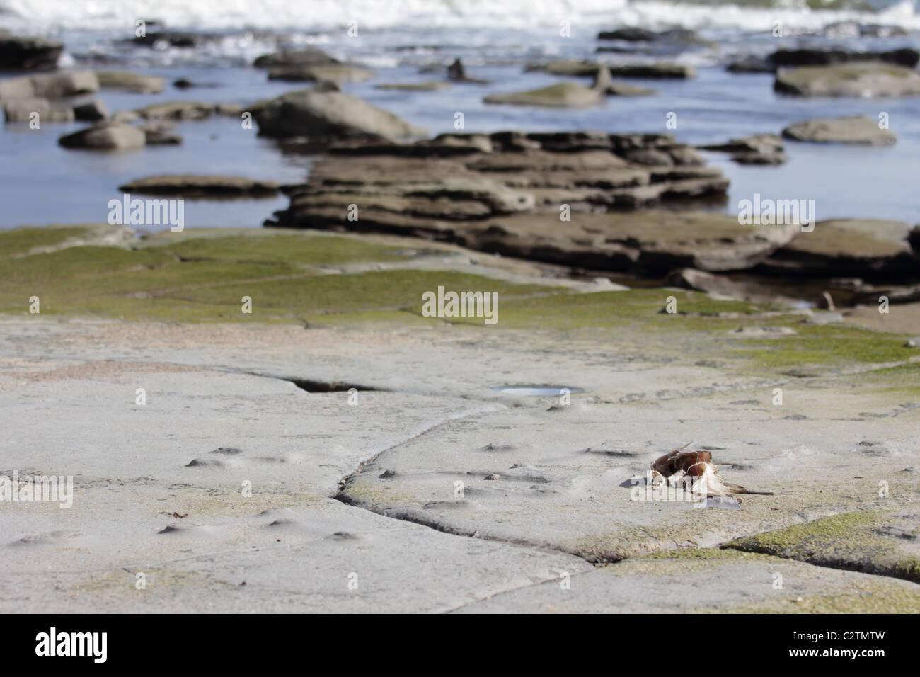 Decaying fish hi-res stock photography and images - Alamy