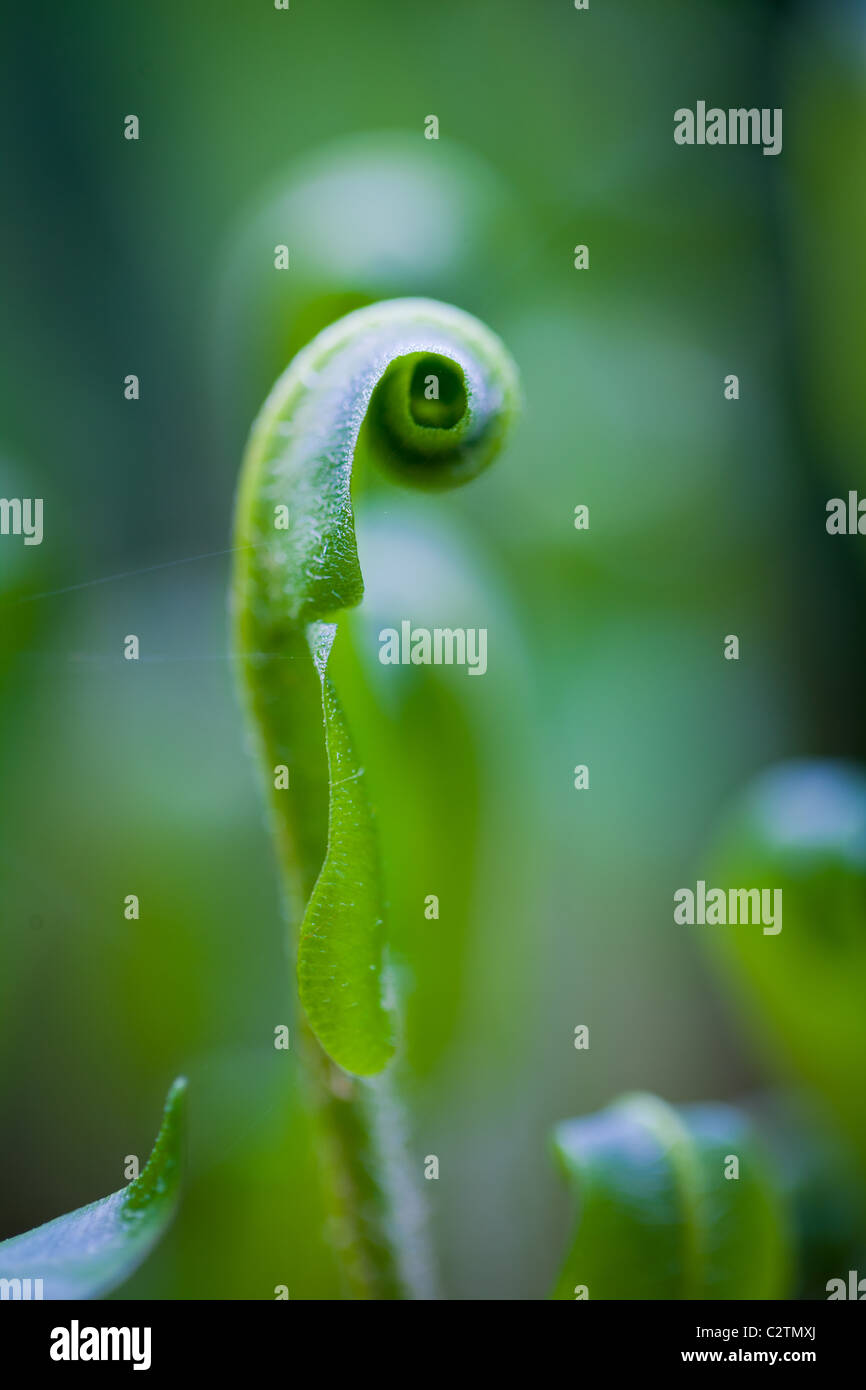 Fern plant curling hi-res stock photography and images - Alamy