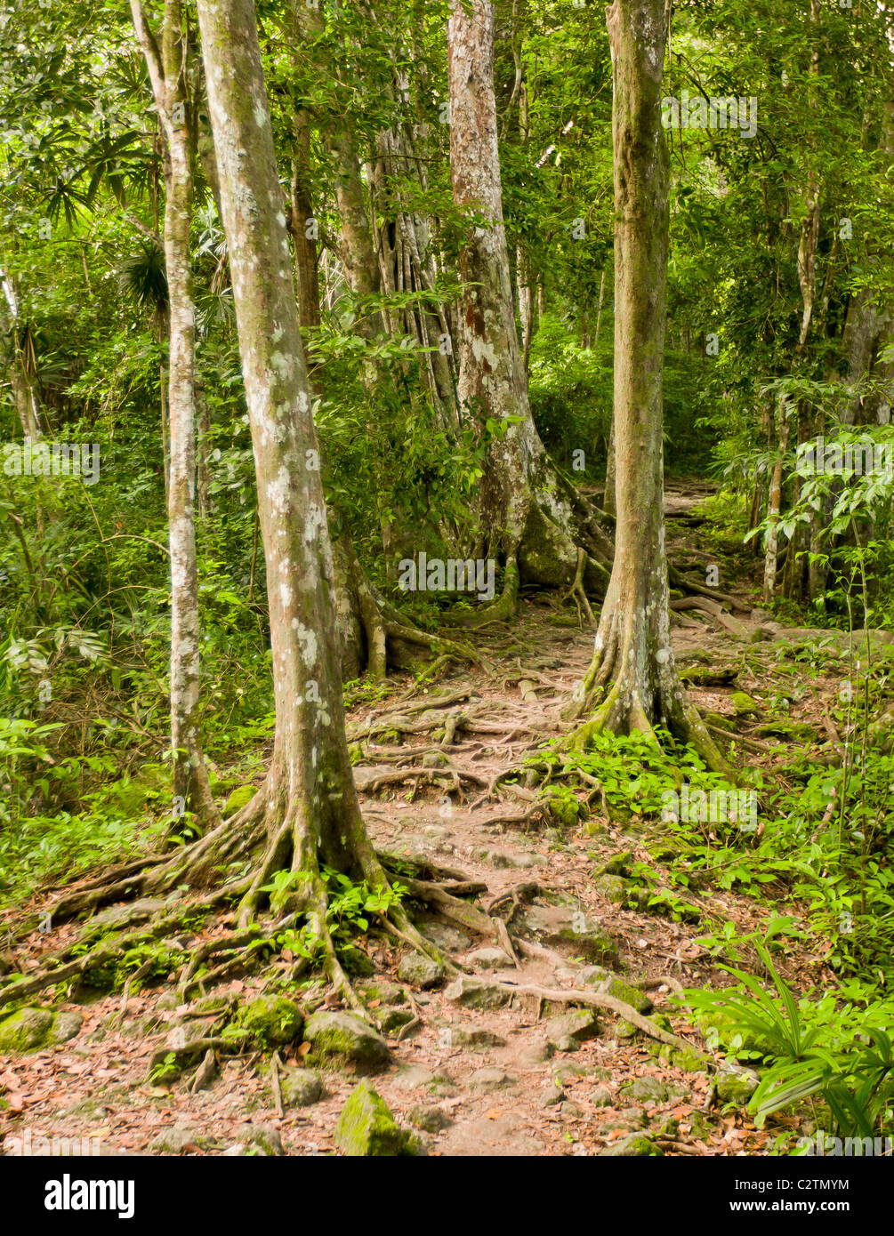 Guatemala tikal jungle tree roots hi-res stock photography and images ...