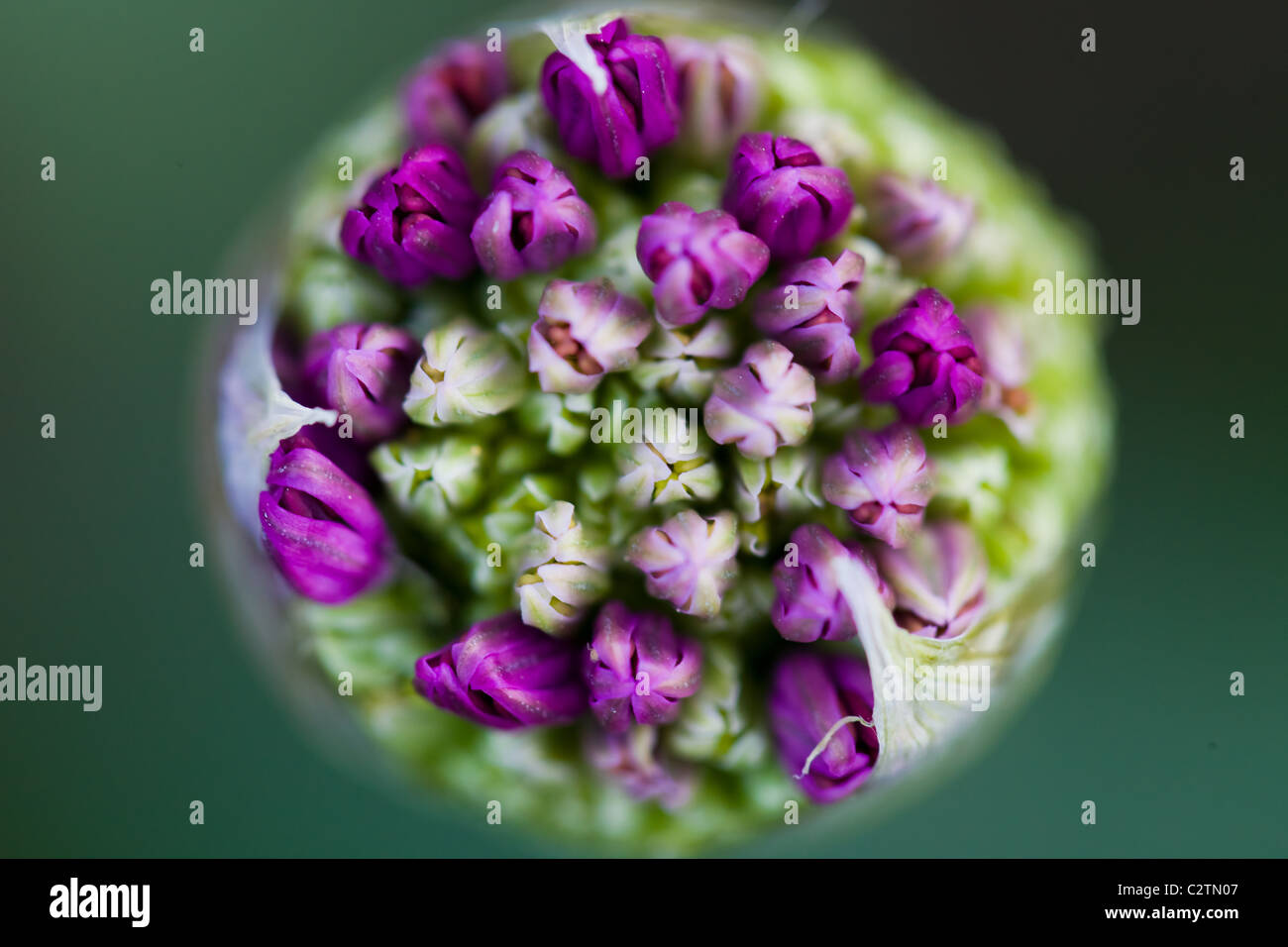 Top down macro shot of an Allium flower just at the start of blooming ...