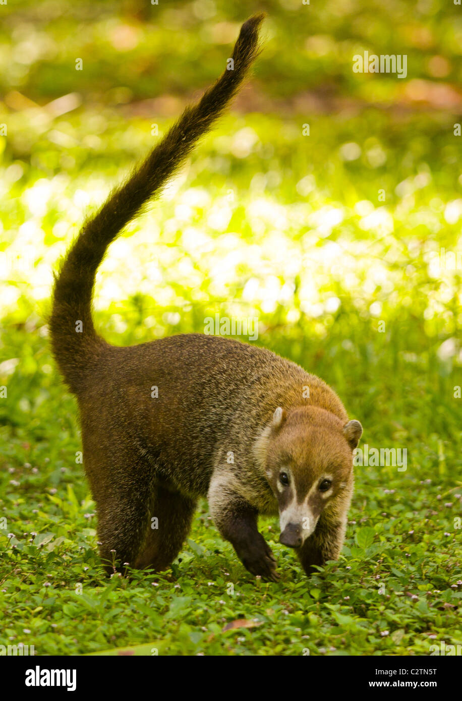 Animal guatemala hi-res stock photography and images - Alamy