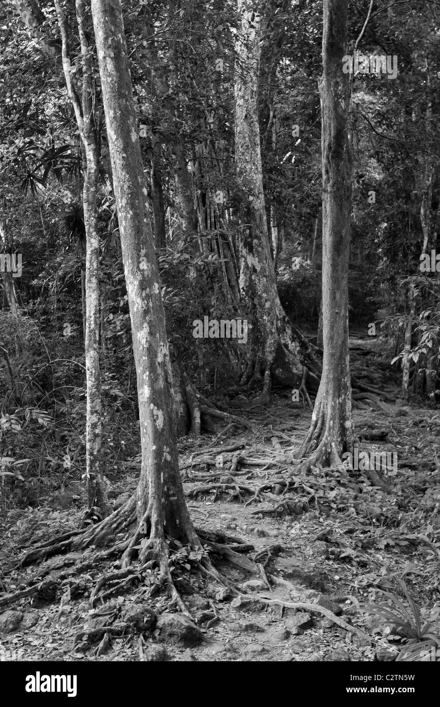 Tikal guatemala forest Black and White Stock Photos & Images - Alamy