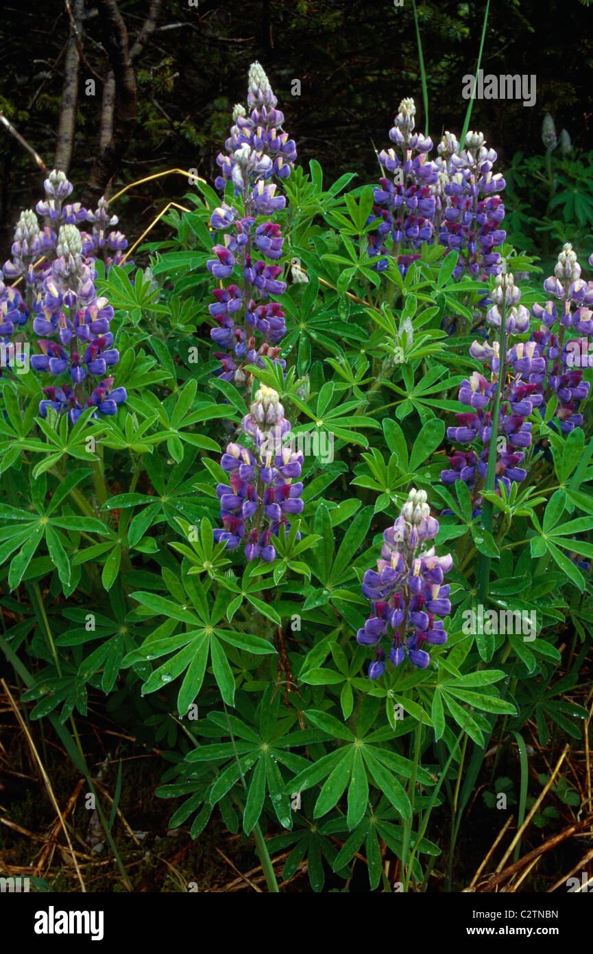 Nootka Lupine in Bloom near Sheridan Glacier SC AK Summer Stock Photo ...