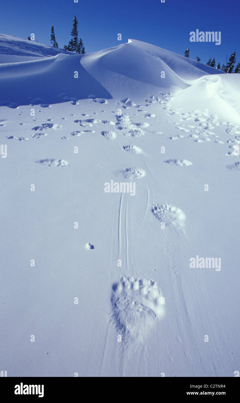 Polar Bear Tracks on Snow Wapusk National Park Canada Stock Photo - Alamy