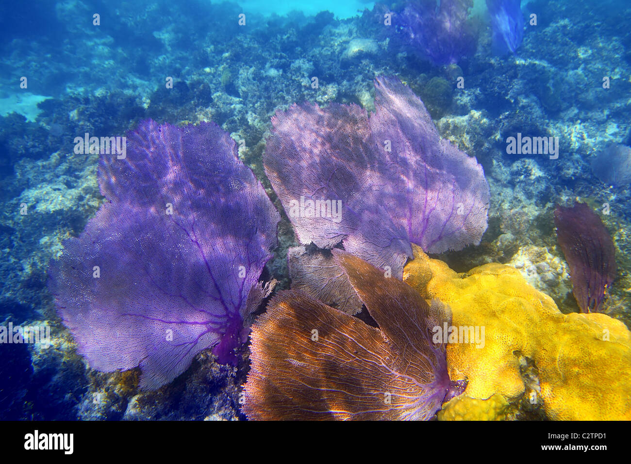 Beautiful sea fan coral hi-res stock photography and images - Alamy