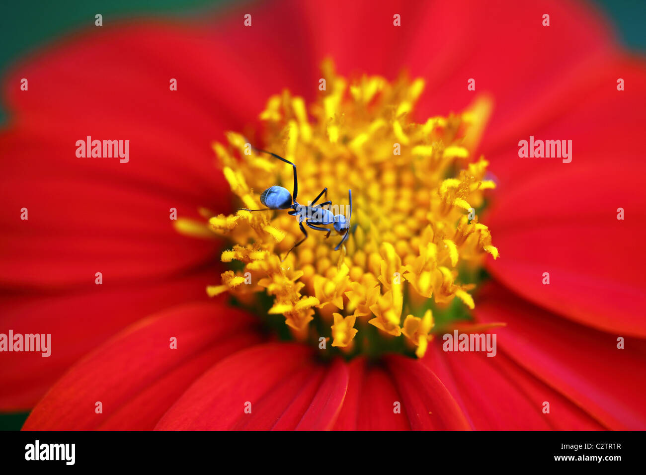 Ant pollination hi-res stock photography and images - Alamy