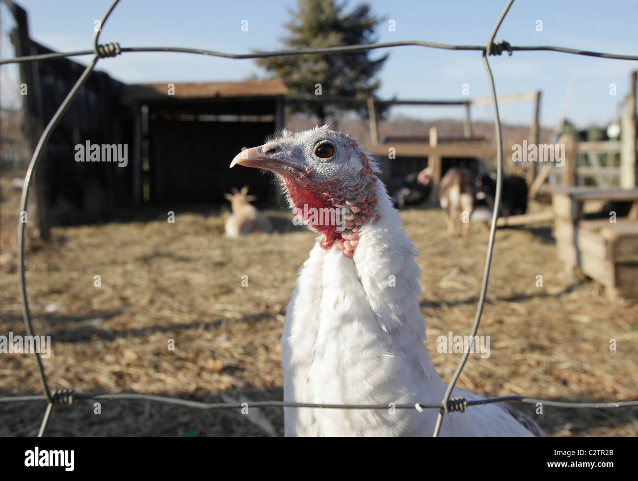 Turkey in cage hi-res stock photography and images - Alamy