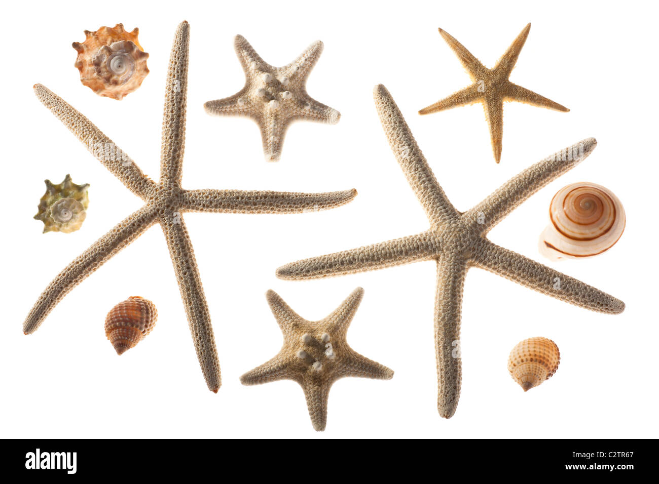 Starfish snail shell hi-res stock photography and images - Alamy