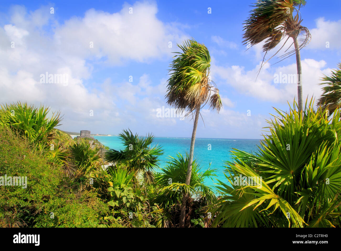 Caribbean beach Tulum Mexico turquoise aqua chit palm trees Stock Photo ...