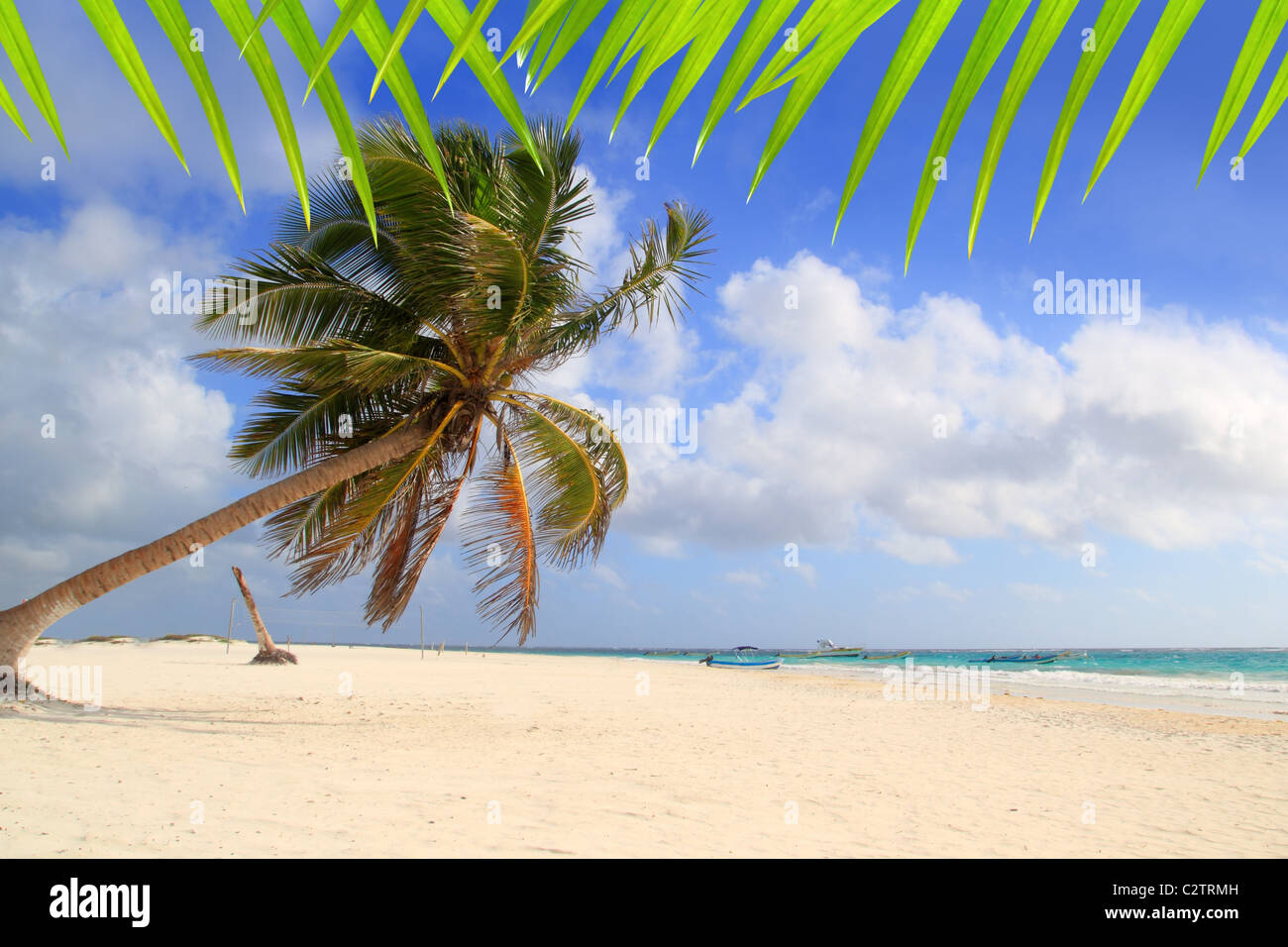 Coconut palm trees tropical typical background turquoise beach Stock ...